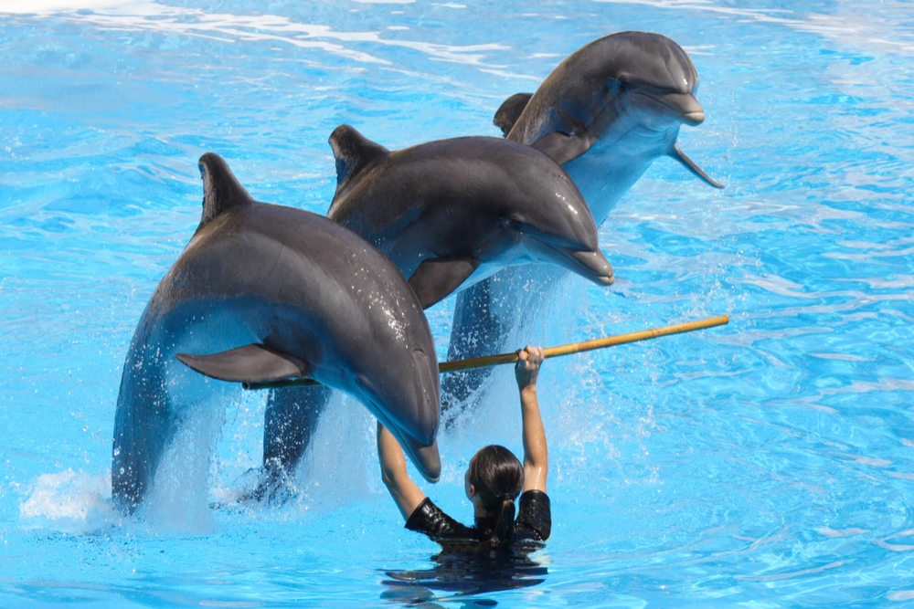 Top six animal experiences in Orlando - Holiday Genie Blog